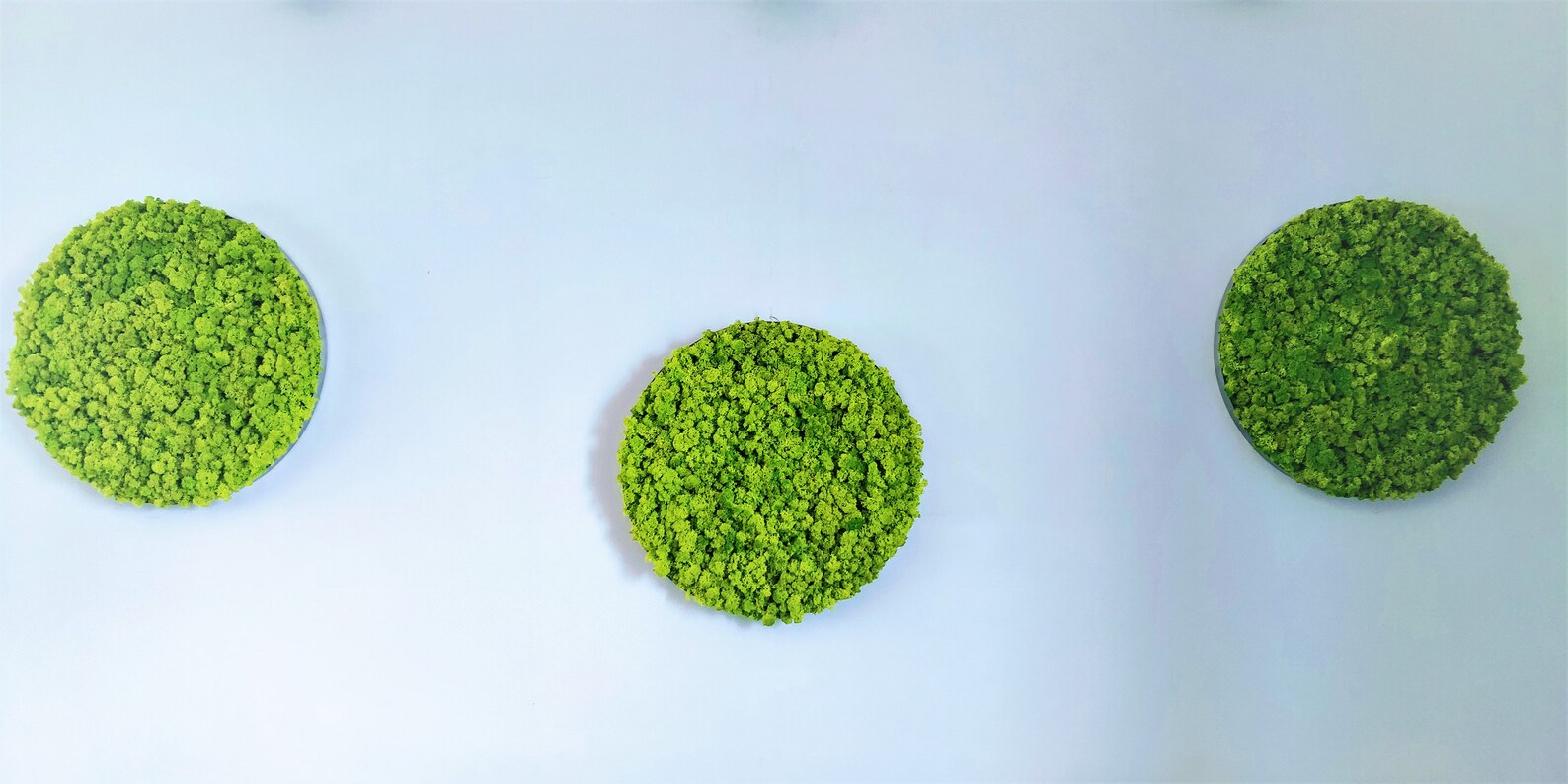 Vertical Garden Image of Moss Moss Wall Round Moss Art | Etsy