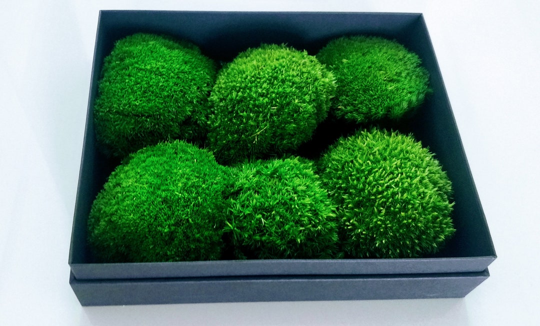 5 Kg - Stabilized Preserved Moss, Pole Moss, Pillow Moss, Ball Moss ...