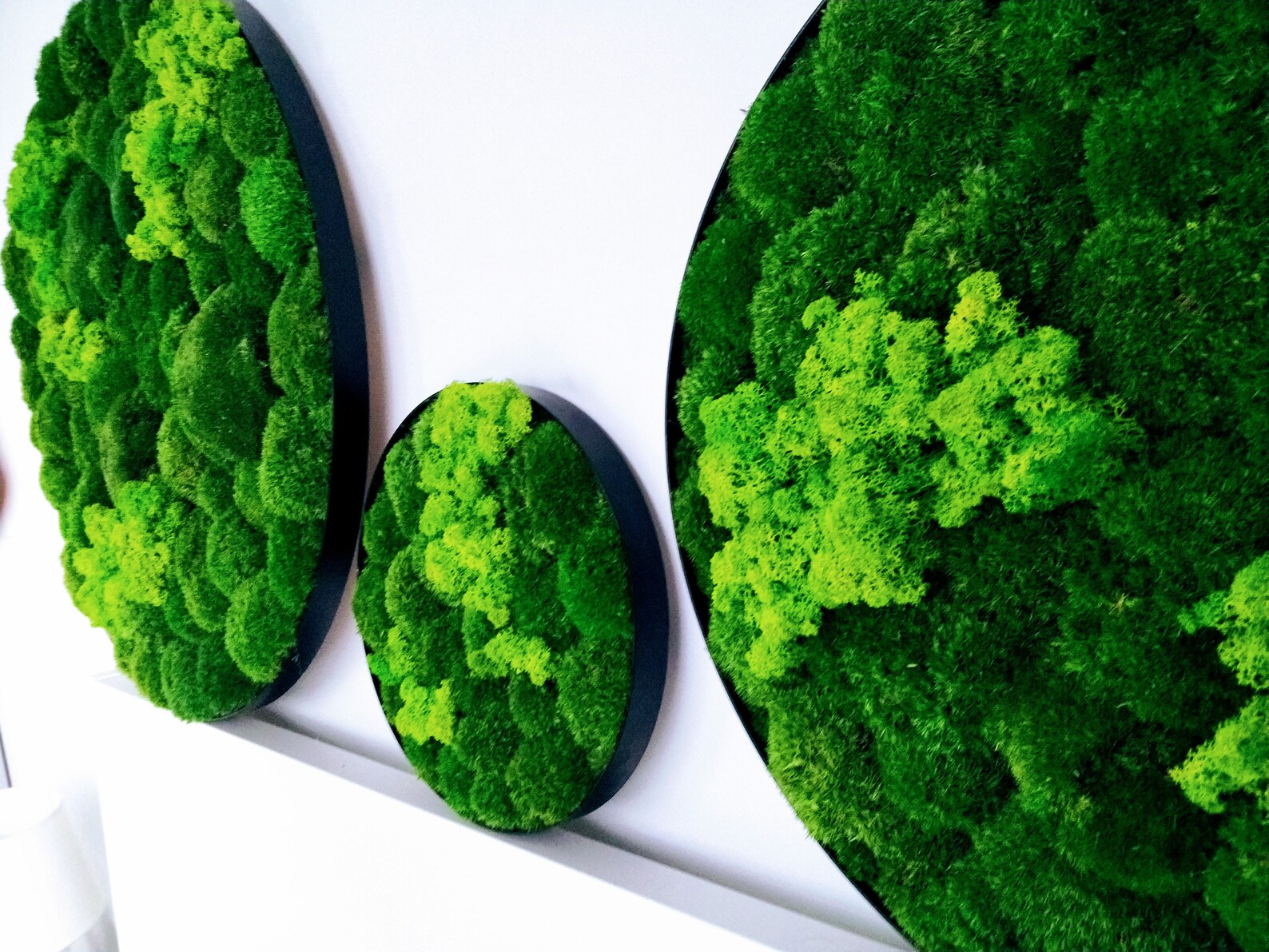 Set of 3 Moss Wall Art in Black Metal Frames Round Moss Art - Etsy UK