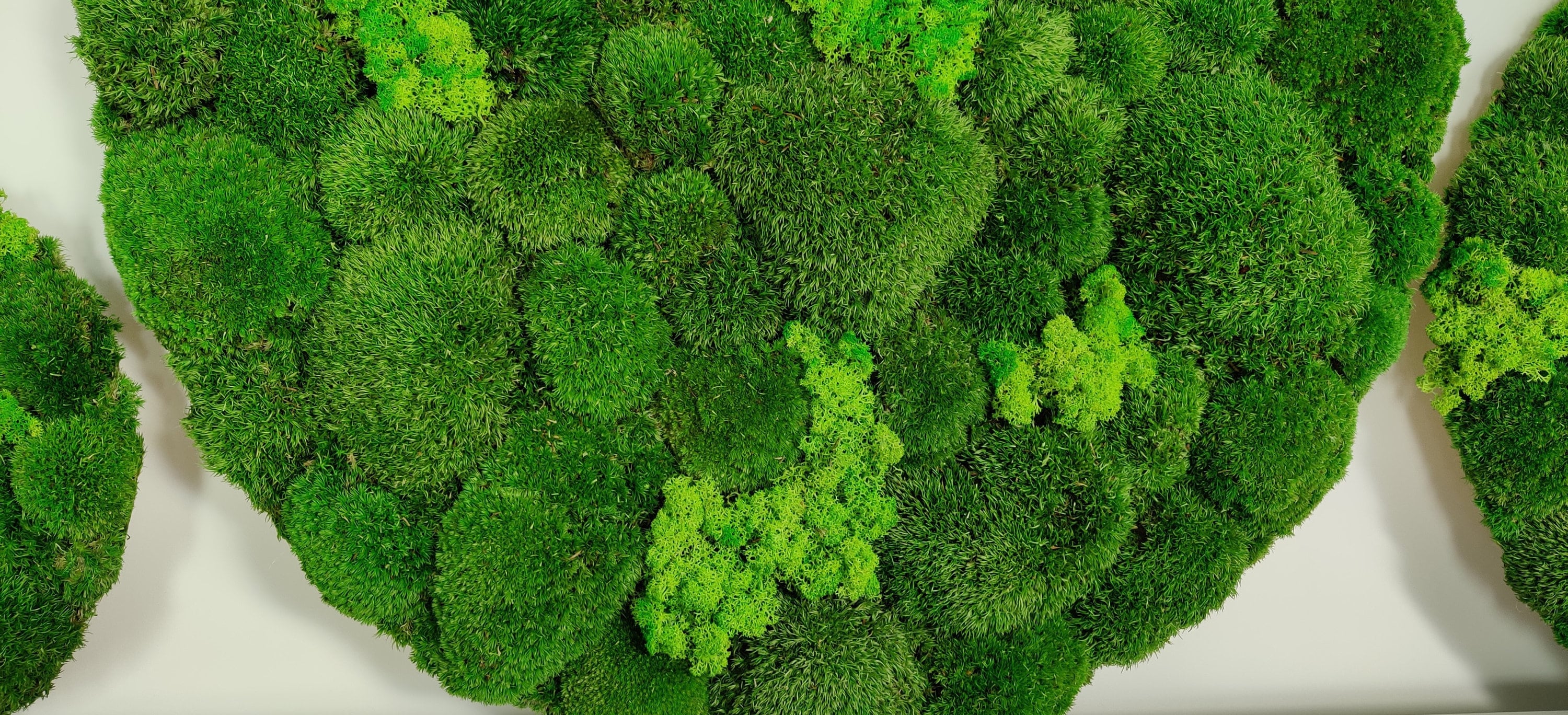 Vertical Garden Image of Moss Moss Wall Round Moss Art - Etsy