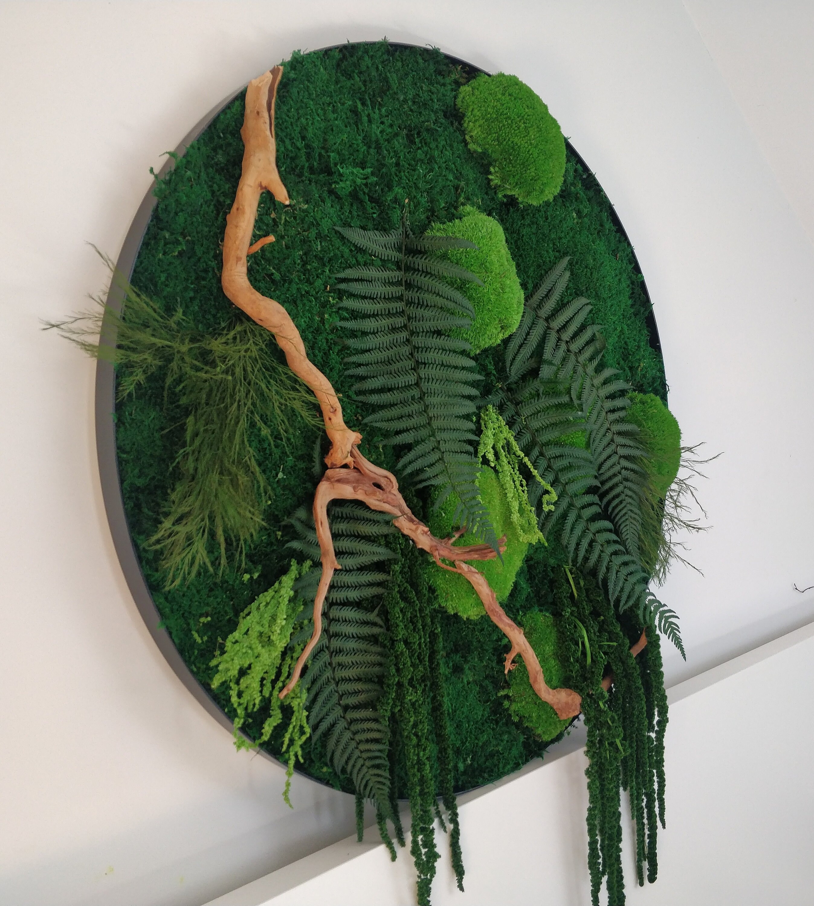 Round Art Moss, Ferns, Root 28", 20", 12" (70cm,50cm,30cm). Preserved ...