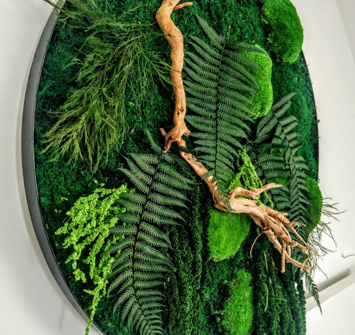 Round Art Moss, Ferns, Root 28", 20", 12" (70cm,50cm,30cm). Preserved ...