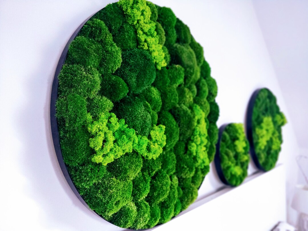 Set of 3 Moss Wall Art in Black Metal Frames, Round Moss Art Work ...