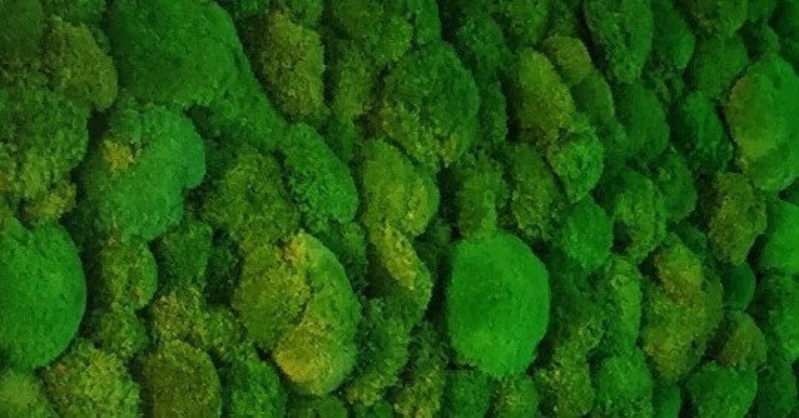 Vertical garden Image of moss Moss Wall Moss Art Work | Etsy