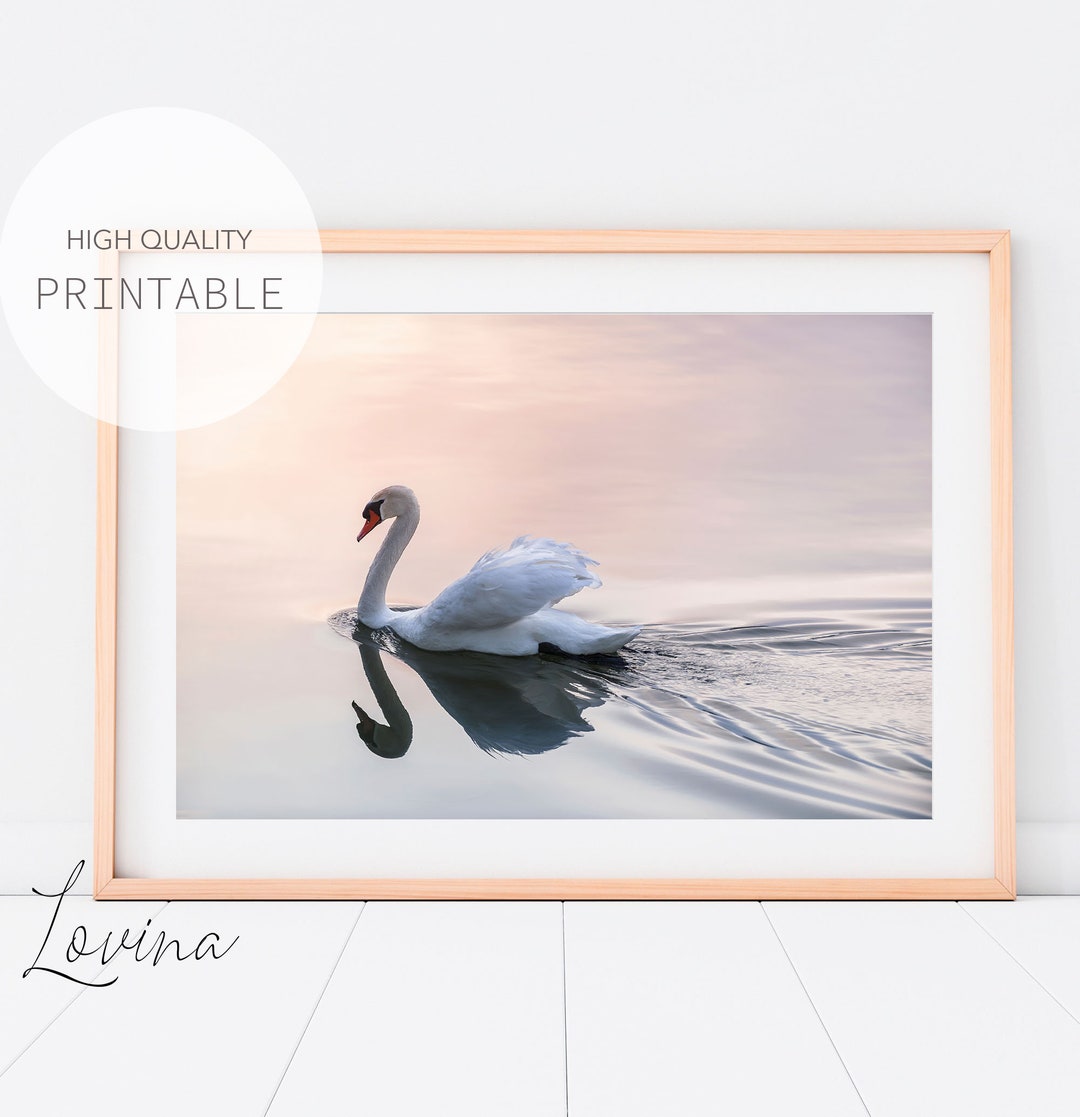 Pastel Swan Print, Swan Photography, Girl Bedroom Swan Decor, Swan Wall ...