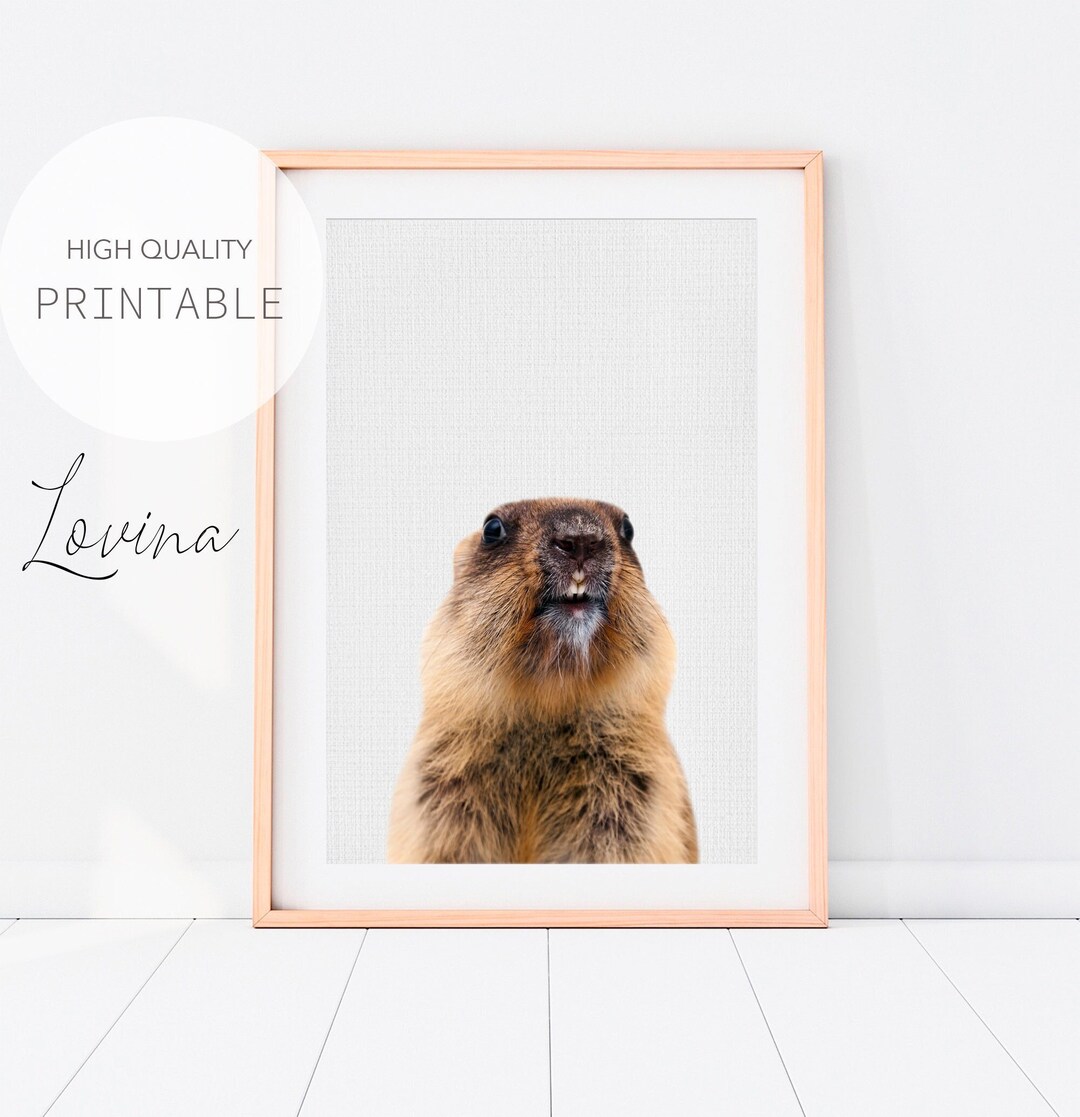 Marmot Print Baby Animal Poster Animal Print Babies - Etsy