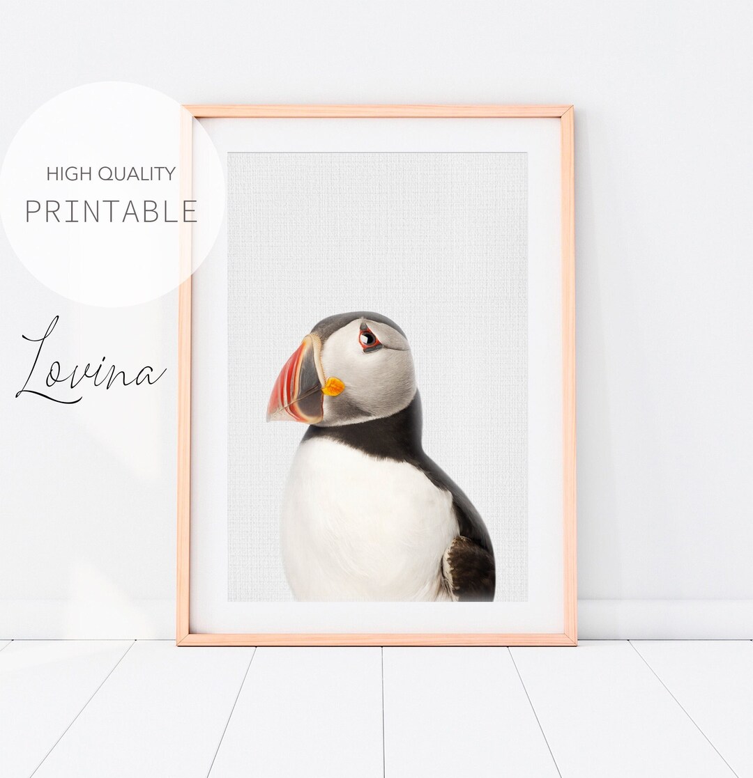 Puffin Print, Baby Animal Nursery Print, Puffin Bird Photography ...