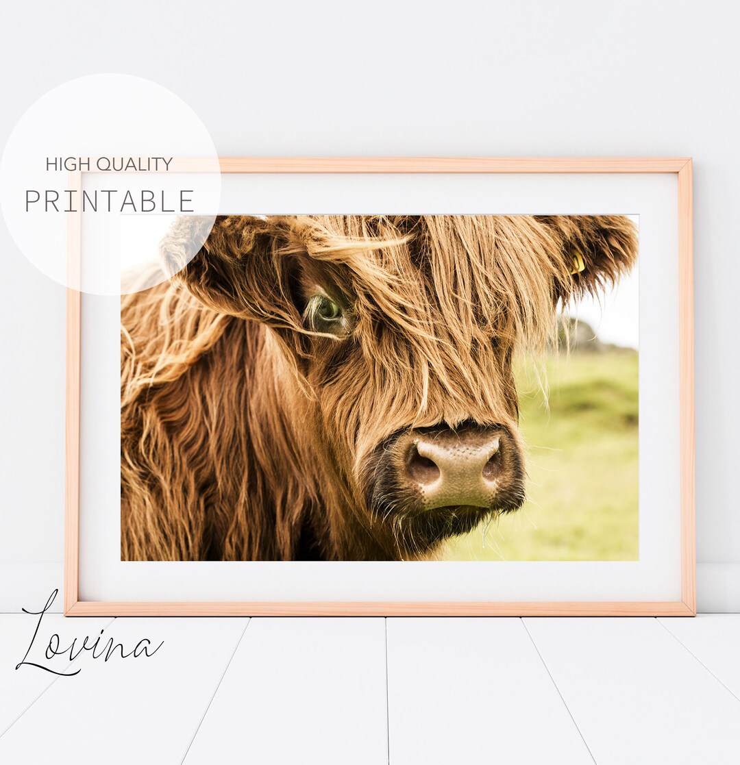 Printable Highland Cow Decor, Highland Wall Art, Scottish Cow Print ...