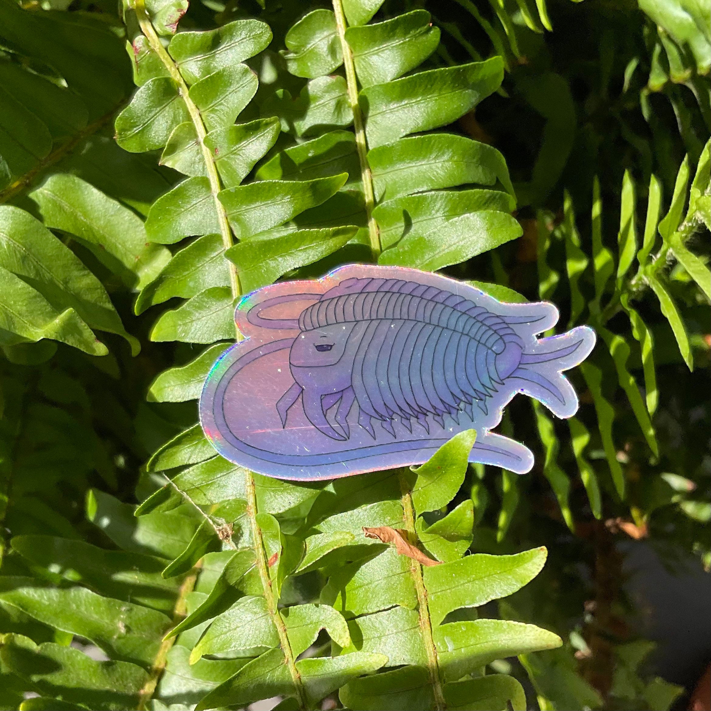 Trilobite Fossil Sticker - Etsy
