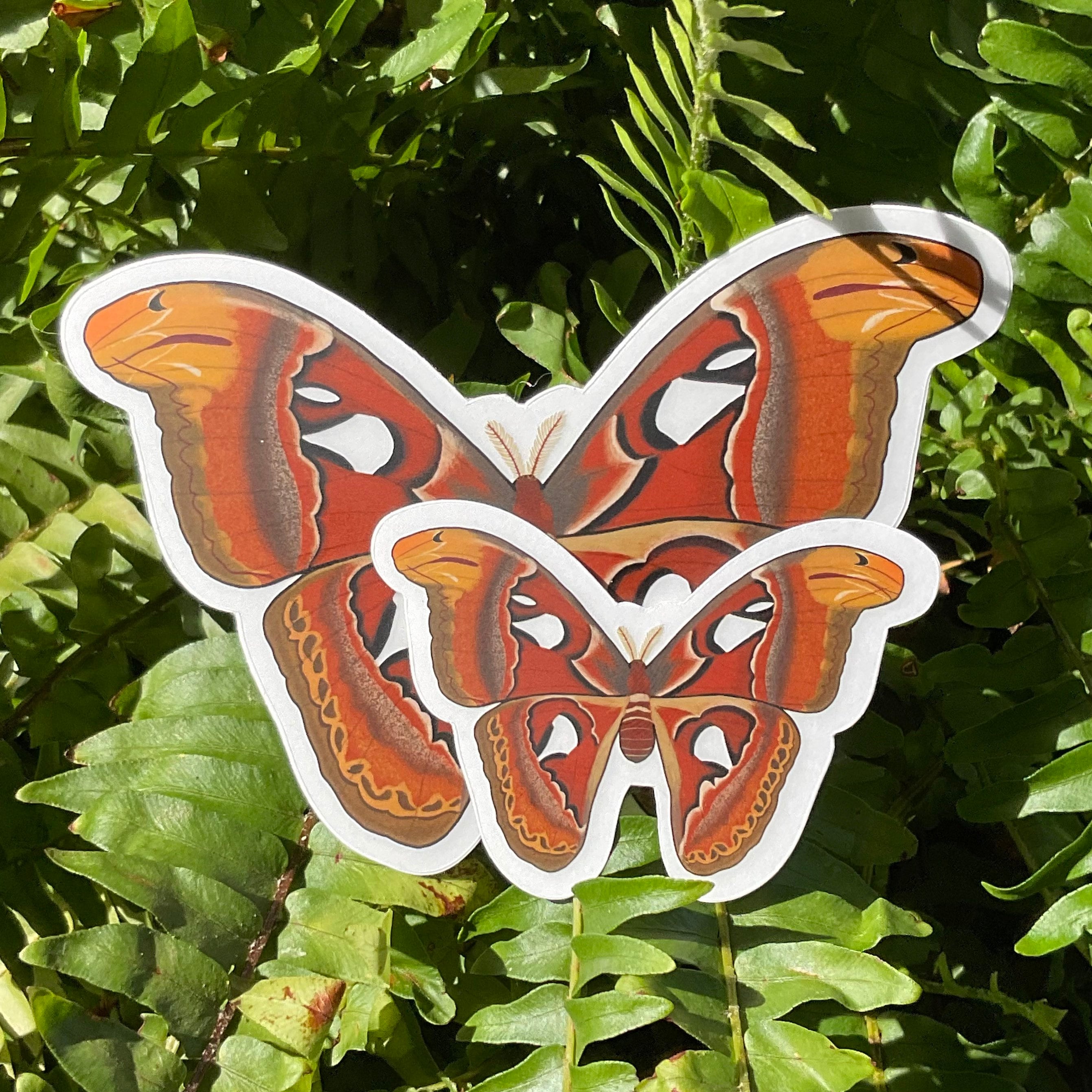 Atlas Moth Vinyl Sticker With Transparent Spots - Etsy