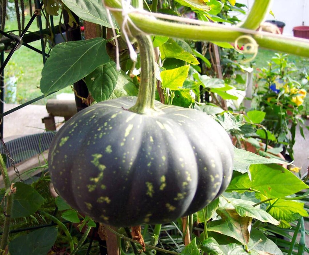 Japanese Pumpkin 20 Seeds, Cucurbita Moschata. Heirloom Kent Strain ...