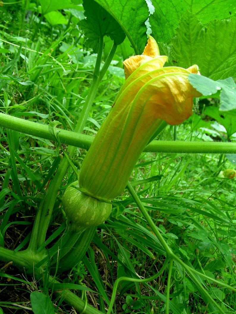 Japanese Pumpkin 20 Seeds, Cucurbita Moschata. Heirloom Kent Strain ...