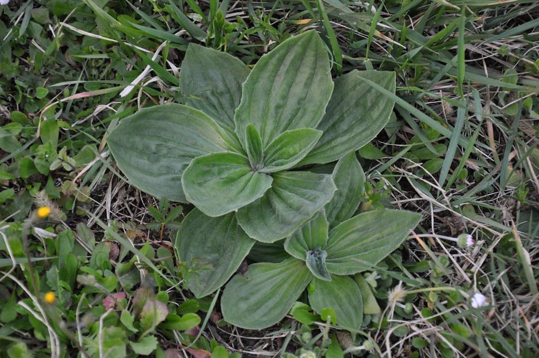 Plantago Major, Broadleaf Plantain Greens 100 Seeds. Ribwort ...