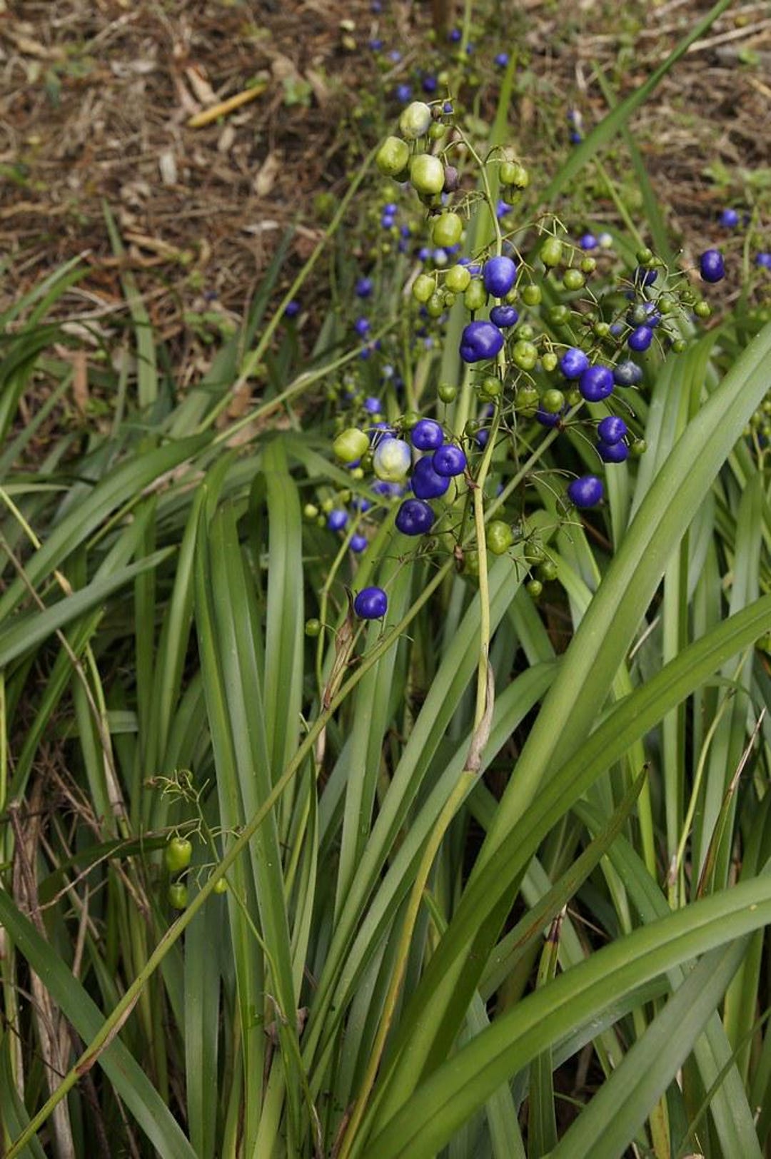 Blue Flax Lily 25 Seeds, Dianella Caerulea. Native Australian Fruit ...