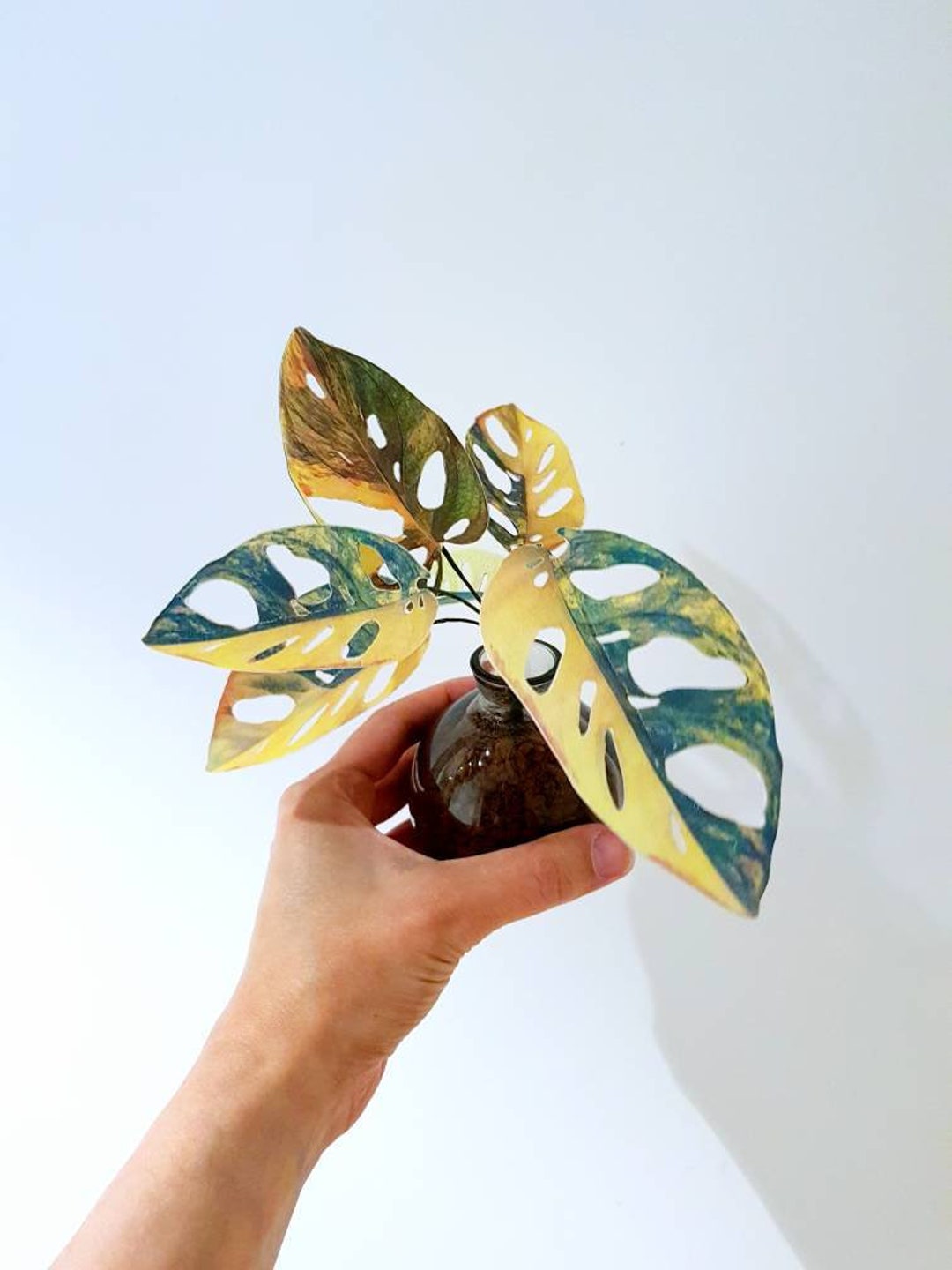 Plant Print Digital Download Monstera, Realistic Fake Plant, Funny ...