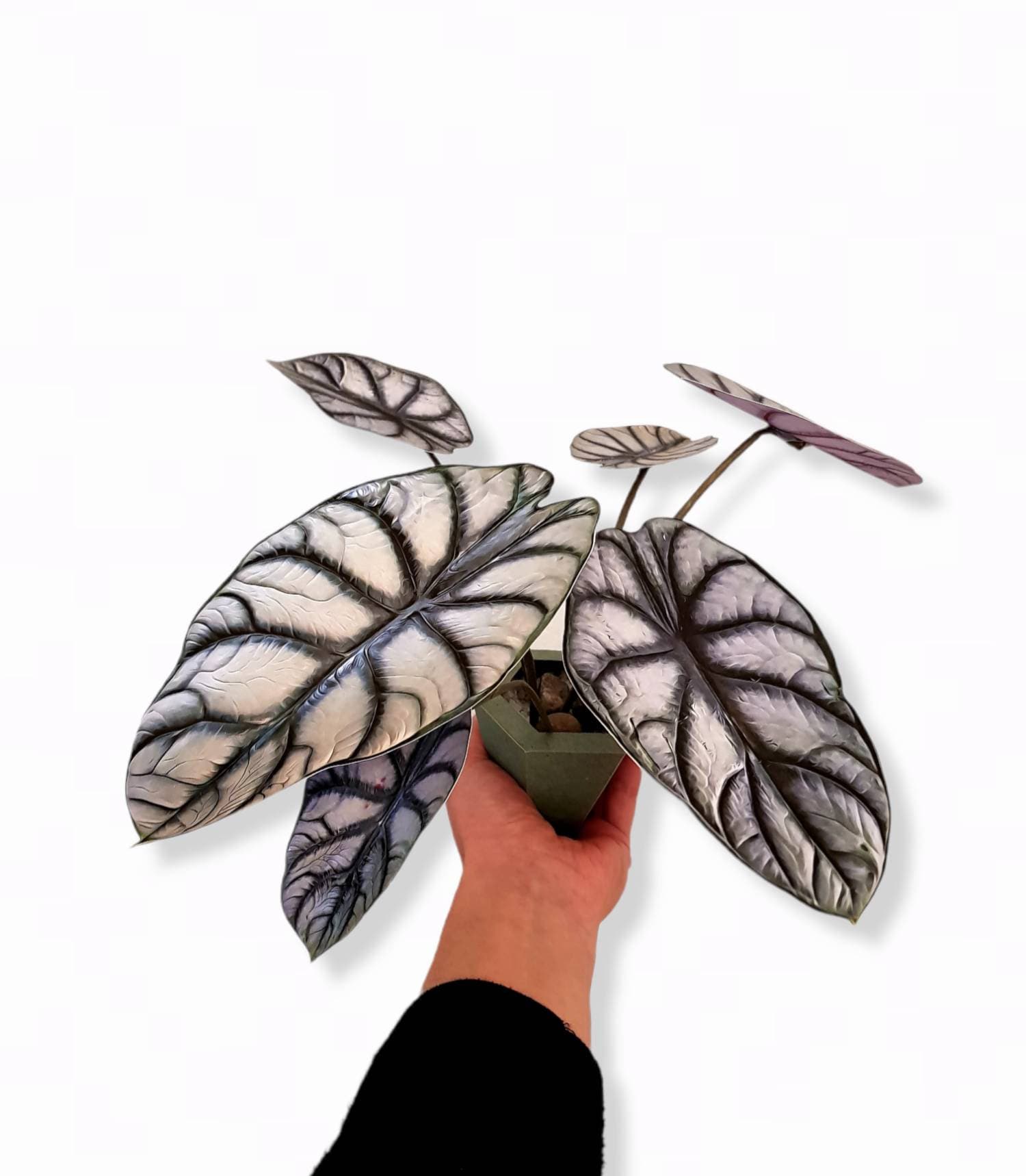 Fake Plant, Faux Rare Plant, Plant Wall Decor 3D, Paper Plant PDF ...