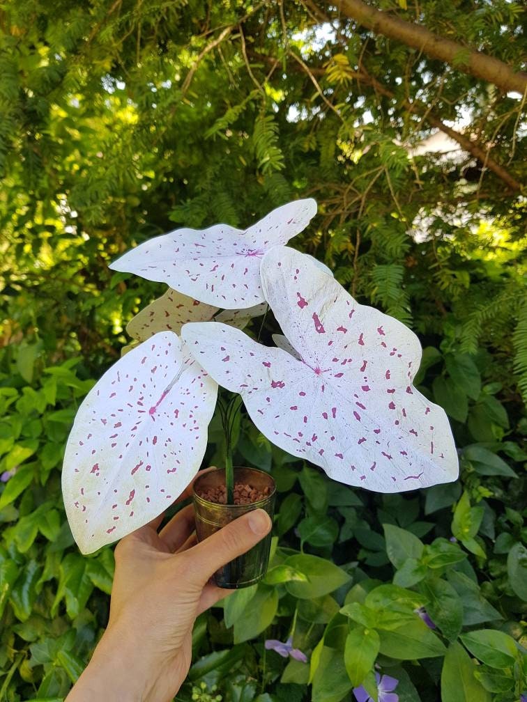 Plant Print Digital Fake Plant Printable Paper Plant Wall - Etsy