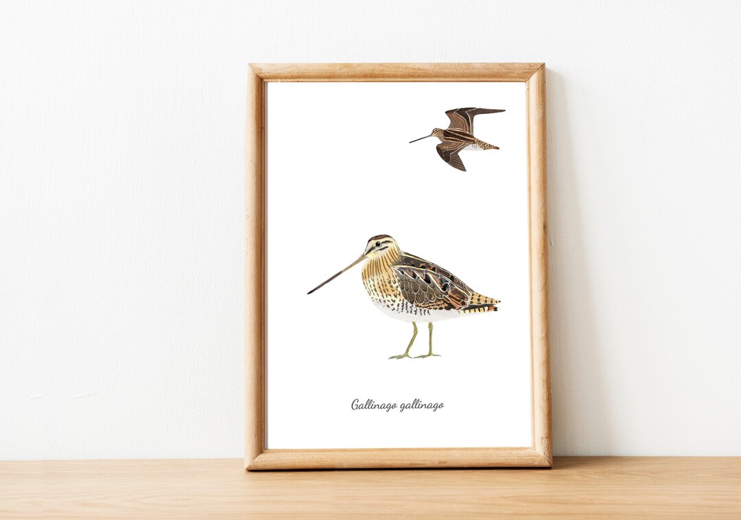 Common Snipe, Bird Watercolor, Wall Decor, Wall Art, Printable Art ...