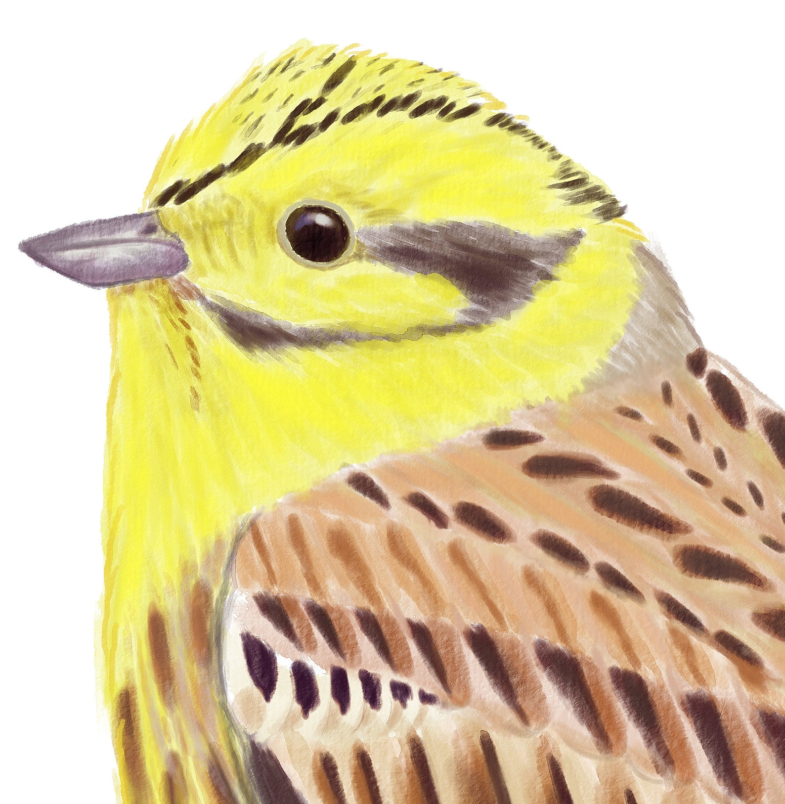 Yellowhammer, Bird Watercolor, Room Wall Decor, Printable Fine Art ...