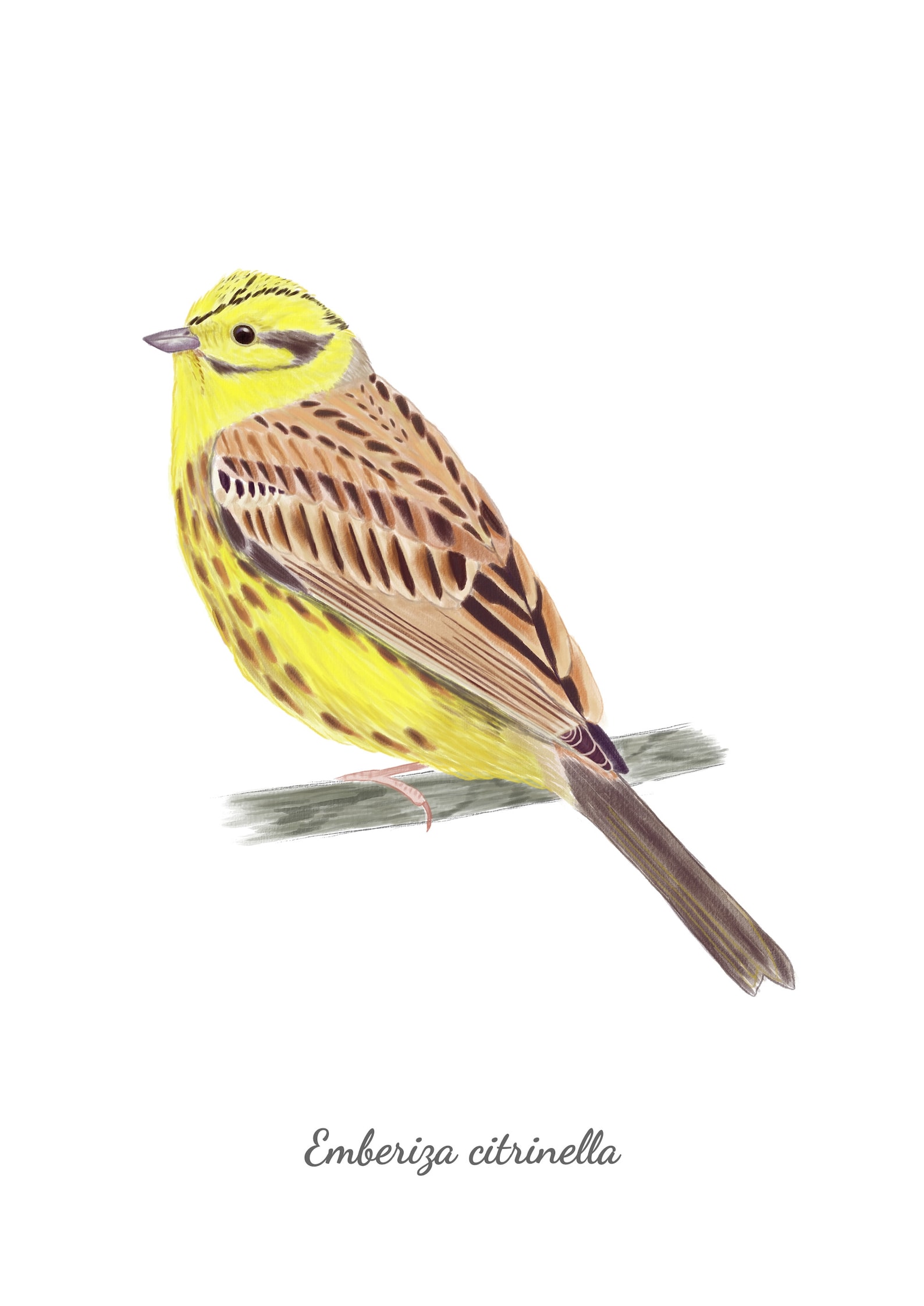 Yellowhammer, Bird Watercolor, Room Wall Decor, Printable Fine Art ...