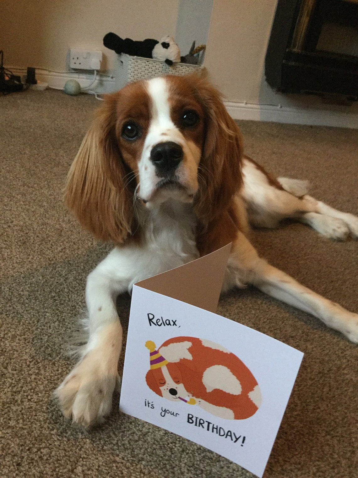 Cavalier King Charles Spaniel Birthday card Greetings card | Etsy