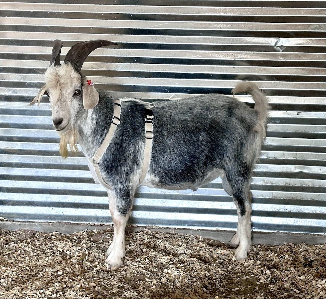 Hemp Goat Harness • Adjustable Livestock Halter Design Multi Clasp Farm ...