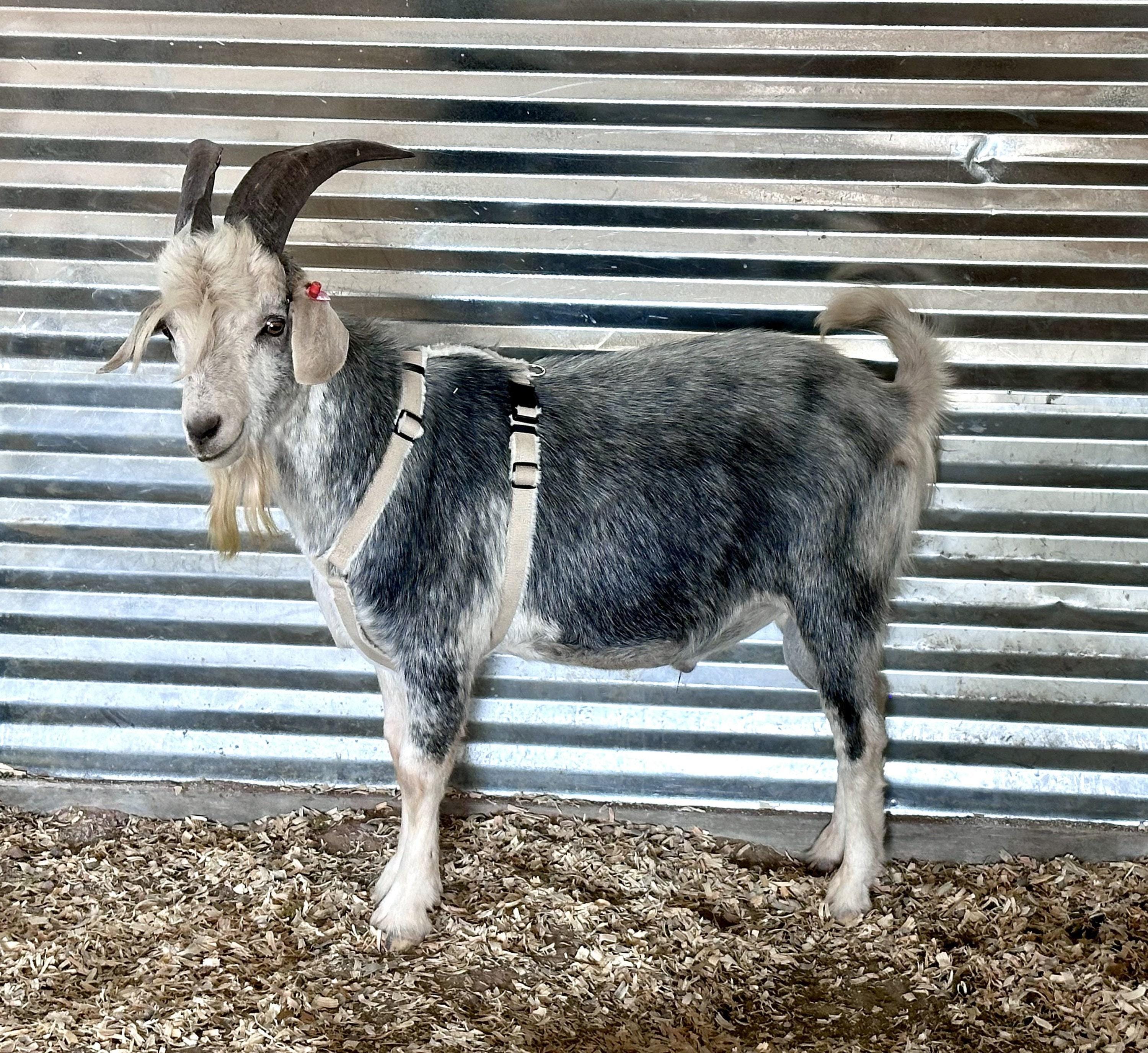 Hemp Goat Harness • Adjustable Livestock Halter Design Multi Clasp Farm ...