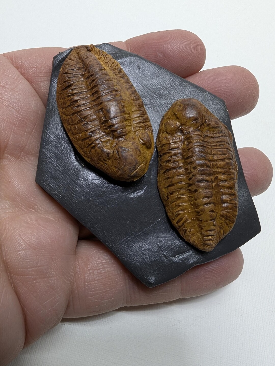 Trilobite Mortality Plate Sculpture Paleoart - Etsy