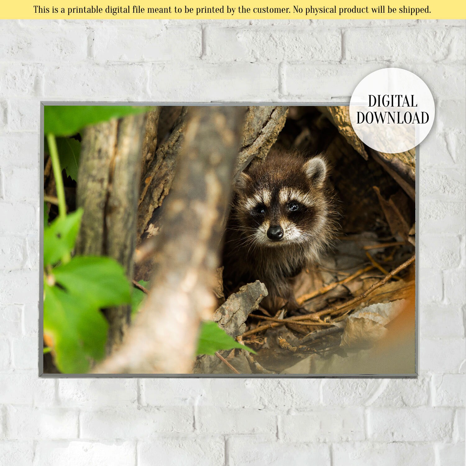 Raccoon Printable Raccoon Photo Raccoon Wall Art Wildlife | Etsy