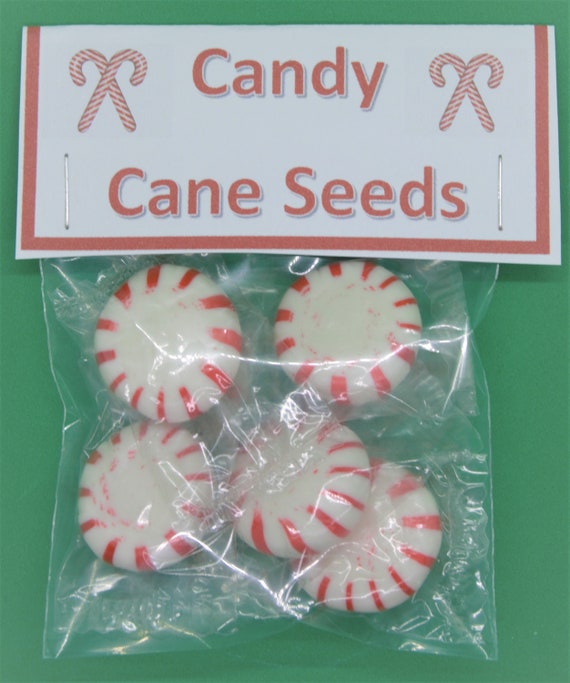 Candy Cane Seeds | Etsy