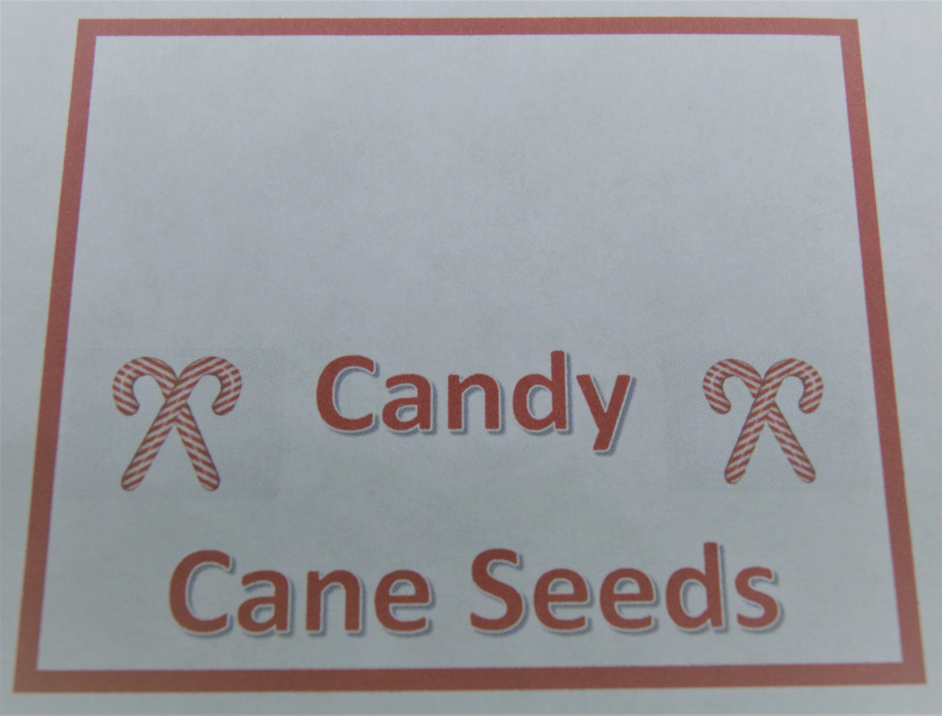 Candy Cane Seeds | Etsy