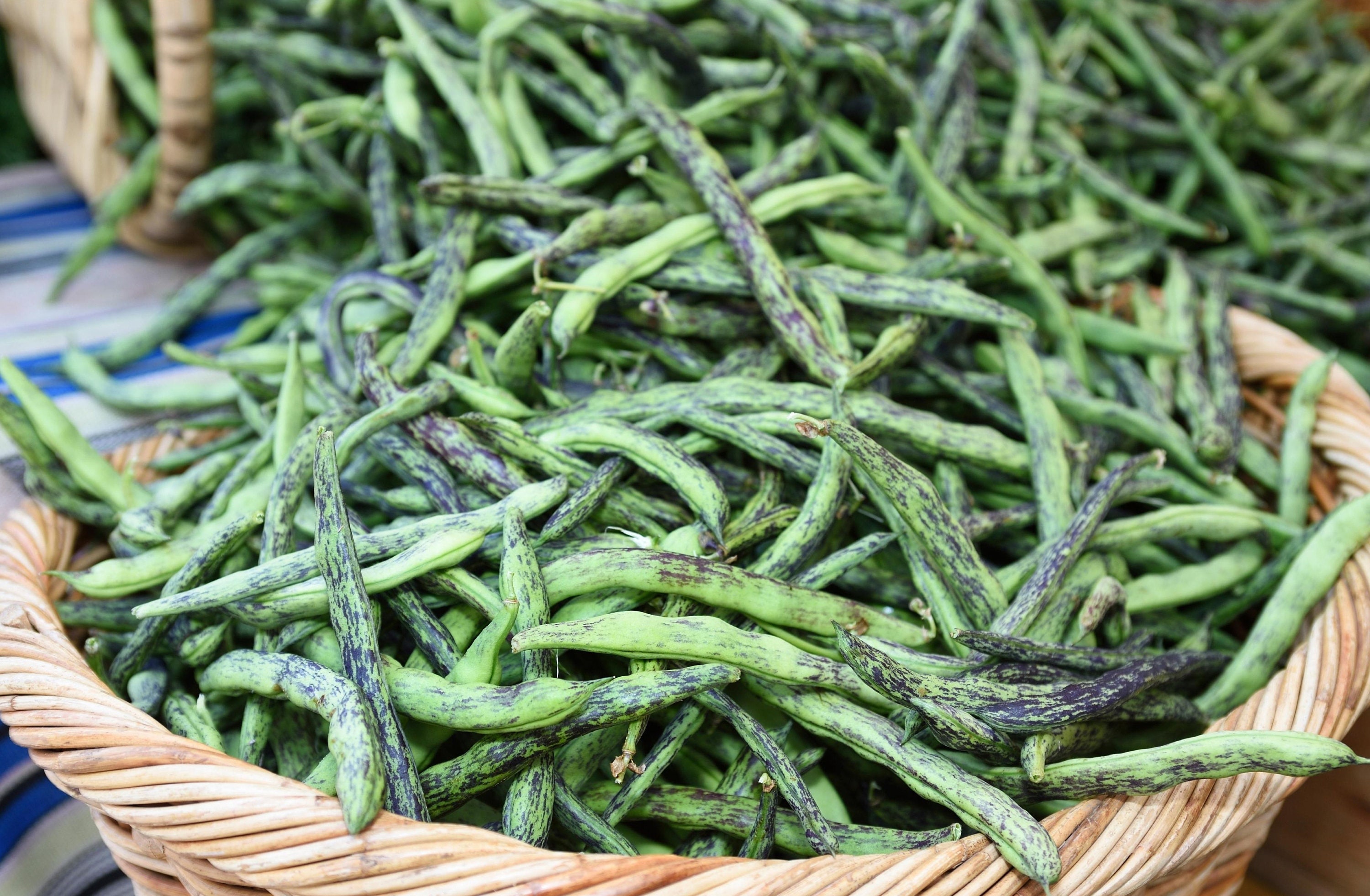 Rattlesnake Bean Seeds (pole) | Heirloom Runner Beans Vining Purple ...