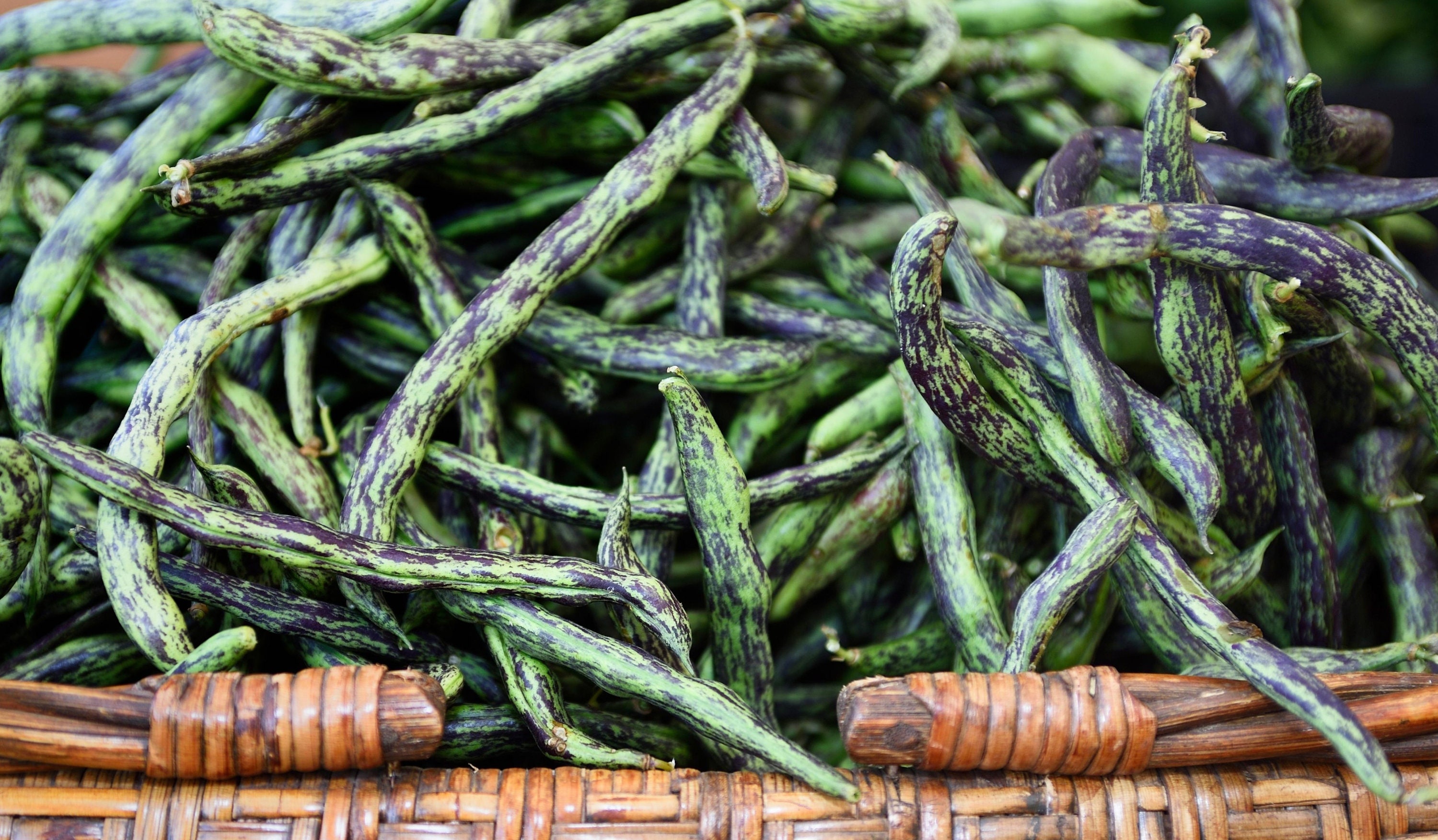 Rattlesnake Bean Seeds (pole) | Heirloom Runner Beans Vining Purple ...