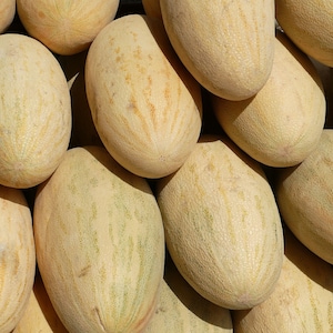 Hami Melon Seeds - Grown in Texas - Free Shipping - - Etsy