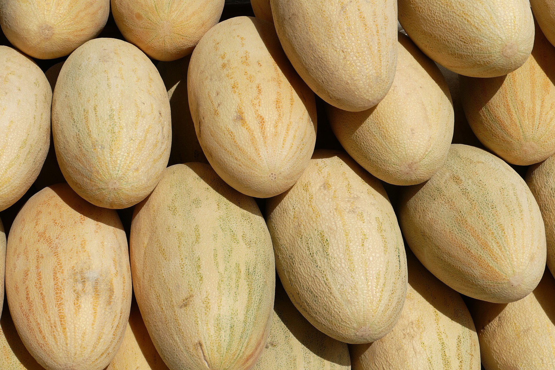 Hami Melon Seeds - Grown in Texas - Free Shipping - - Etsy