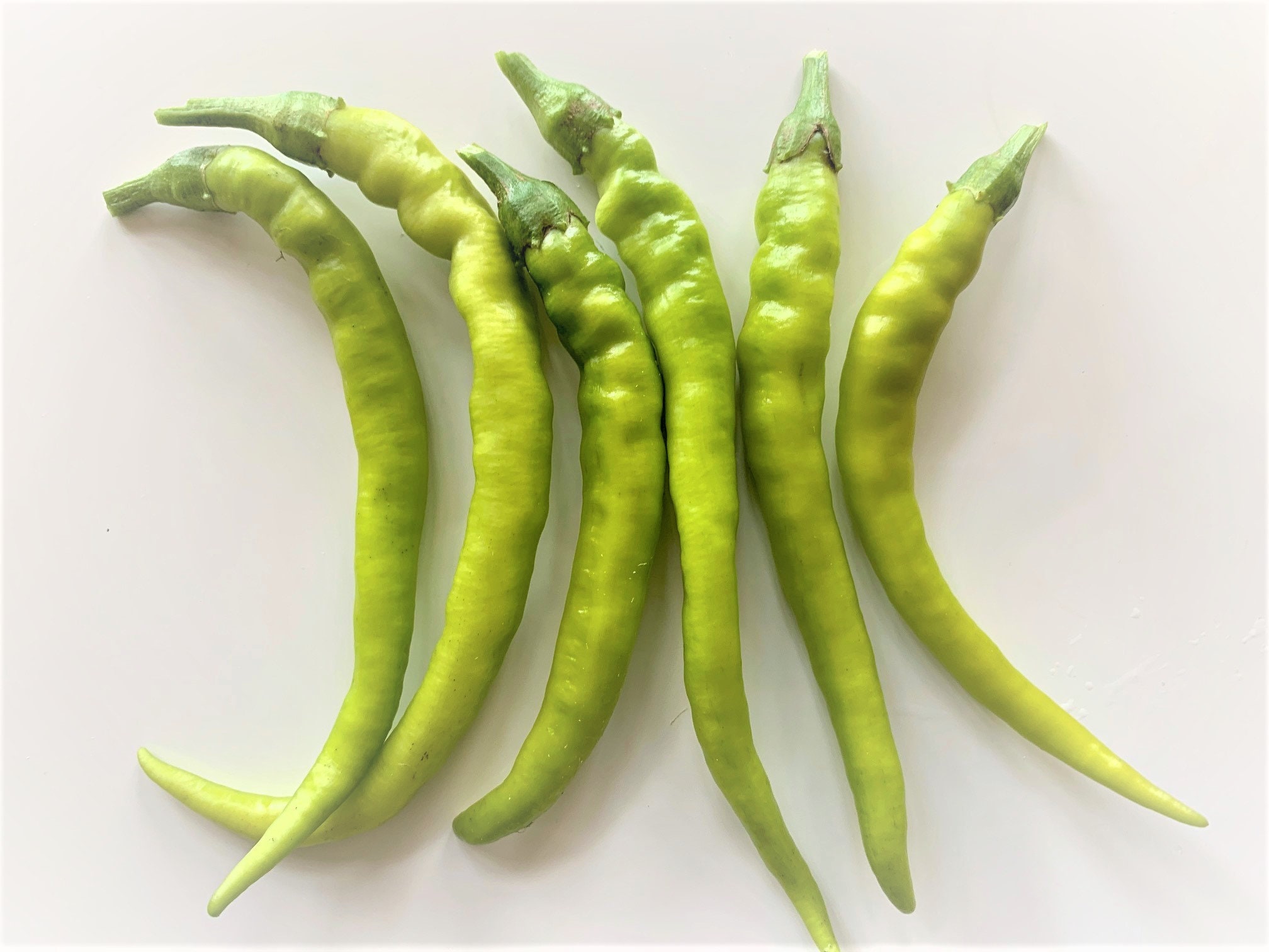 Turkish Corbaci Sweet Pepper Seeds - Sweet ! Unique ! Grown and ...