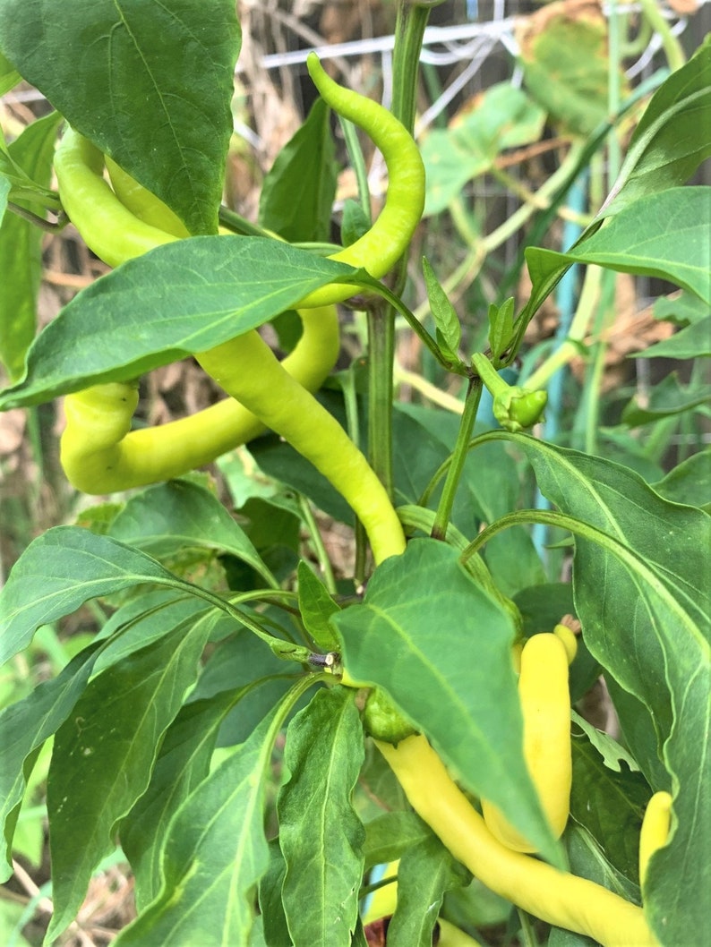 Turkish Corbaci Sweet Pepper Seeds - Sweet ! Unique ! Grown and ...