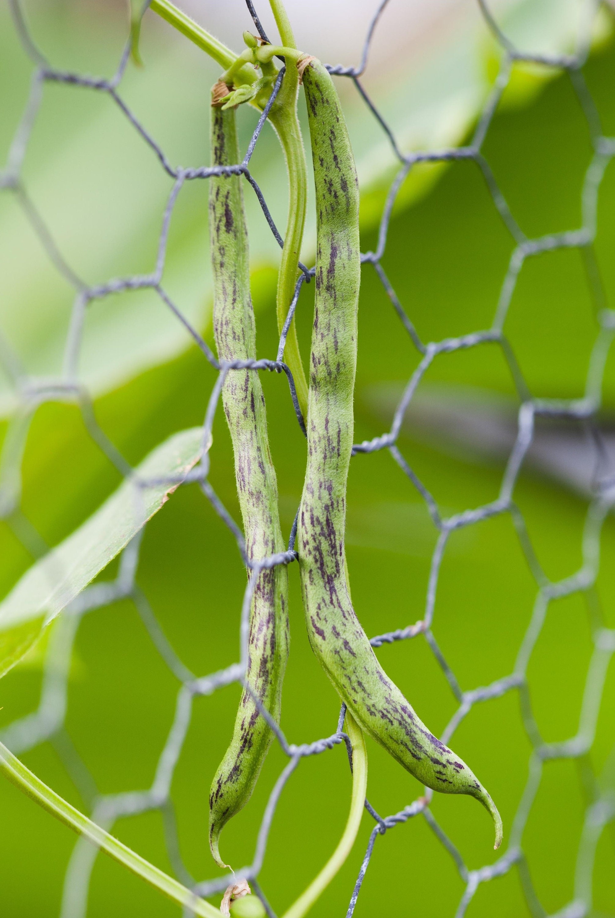 Rattlesnake Bean Seeds (pole) | Heirloom Runner Beans Vining Purple ...