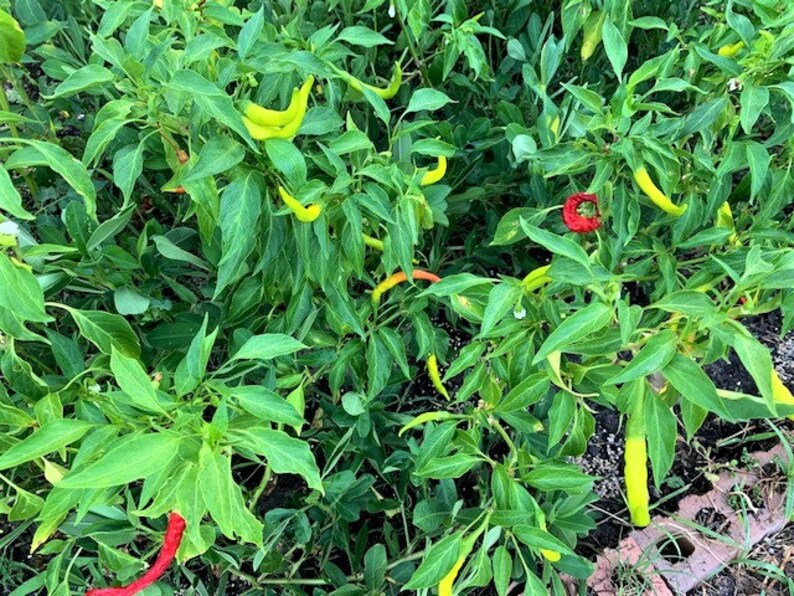 Turkish Corbaci Sweet Pepper Seeds - Sweet ! Unique ! Grown and ...