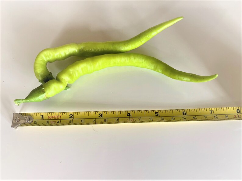 Turkish Corbaci Sweet Pepper Seeds - Sweet ! Unique ! Grown and ...