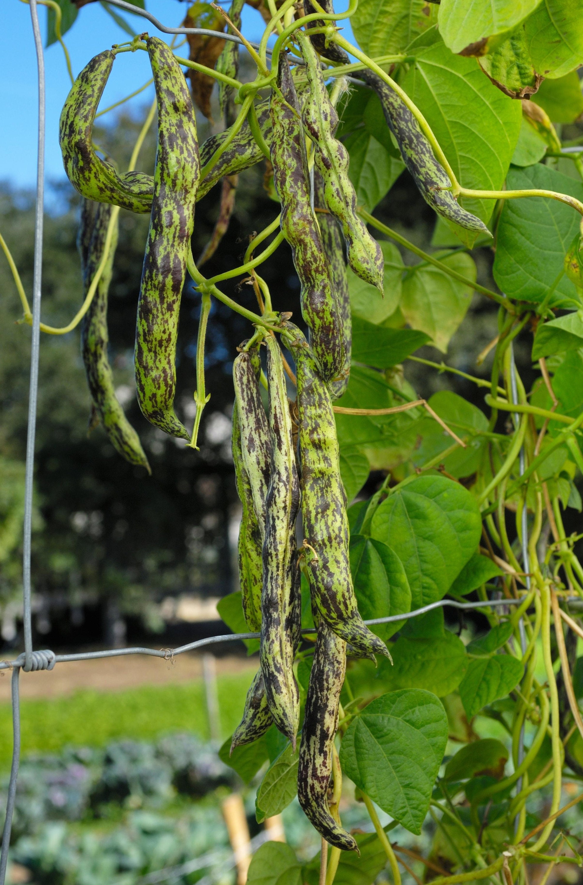 Rattlesnake Bean Seeds pole Heirloom Runner Beans Vining Purple Green ...