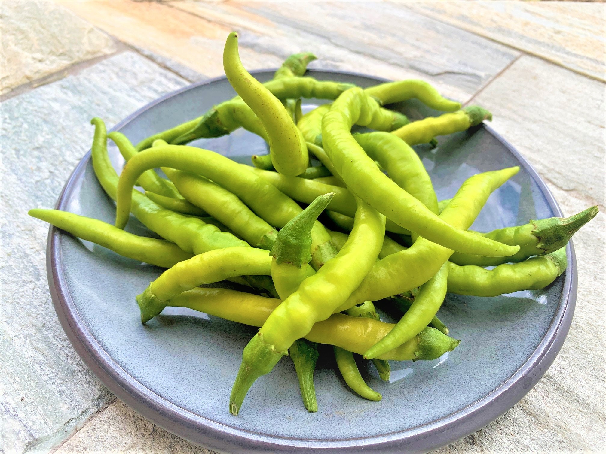 Turkish Corbaci Sweet Pepper Seeds - Sweet ! Unique ! Grown and ...