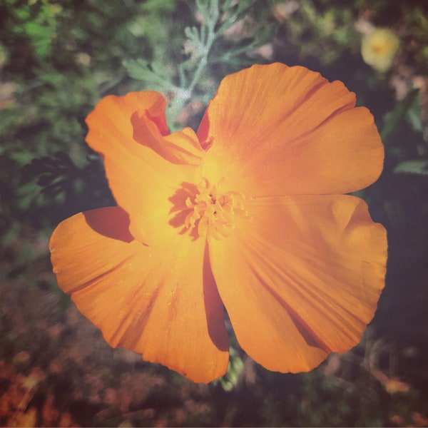 Indigenous Poppy - Etsy