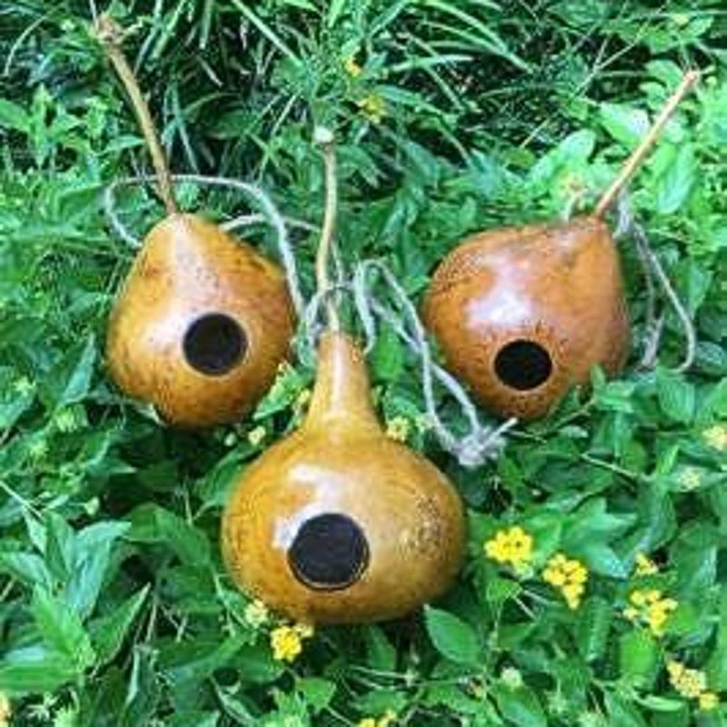 Gourd Bird House - Etsy