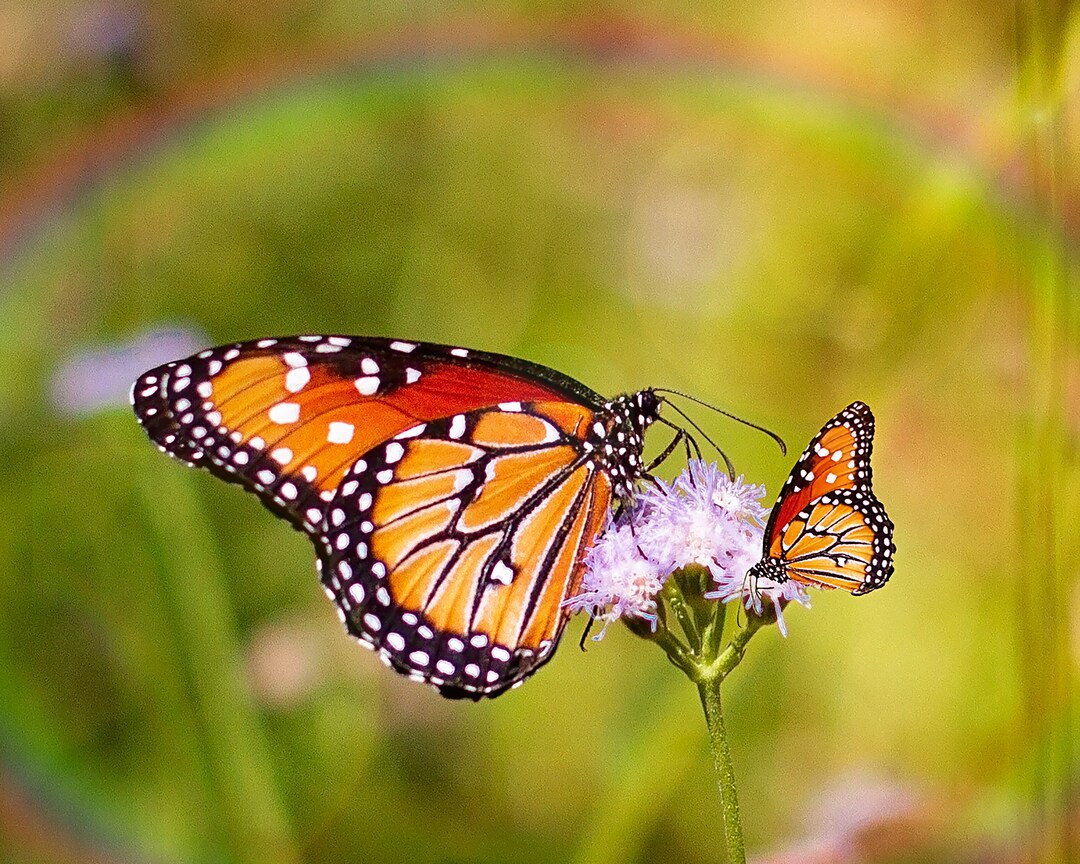 Butterfly Wings Wall Decor Fluttering Butterflies Art Close-up ...