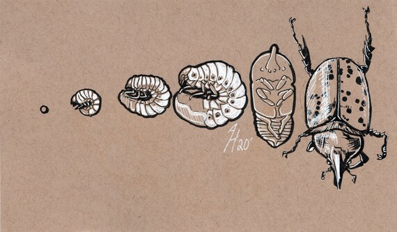 Metamorphosis Drawing Ideas