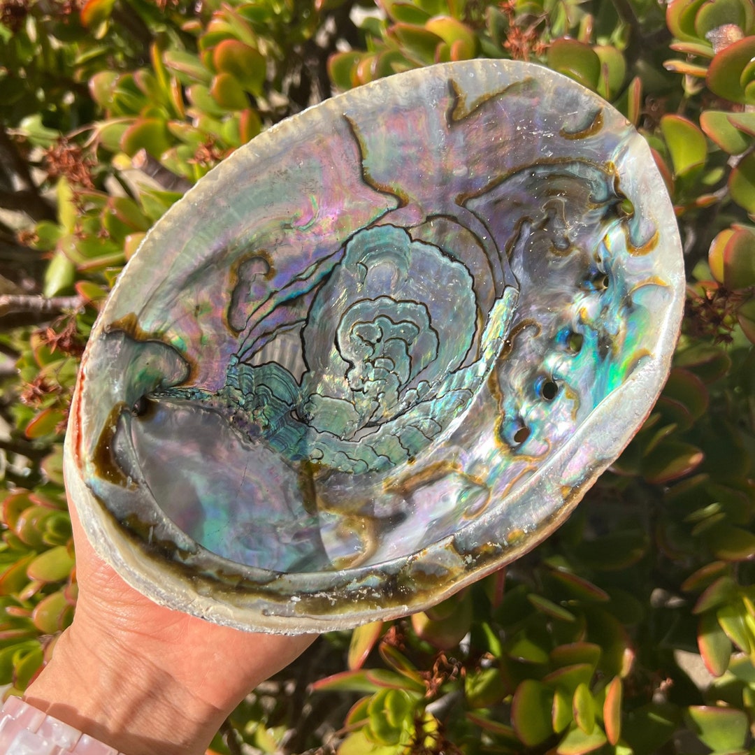 Large Rainbow Abalone Shell Perfect for Smudging Smudge Bowl Large ...