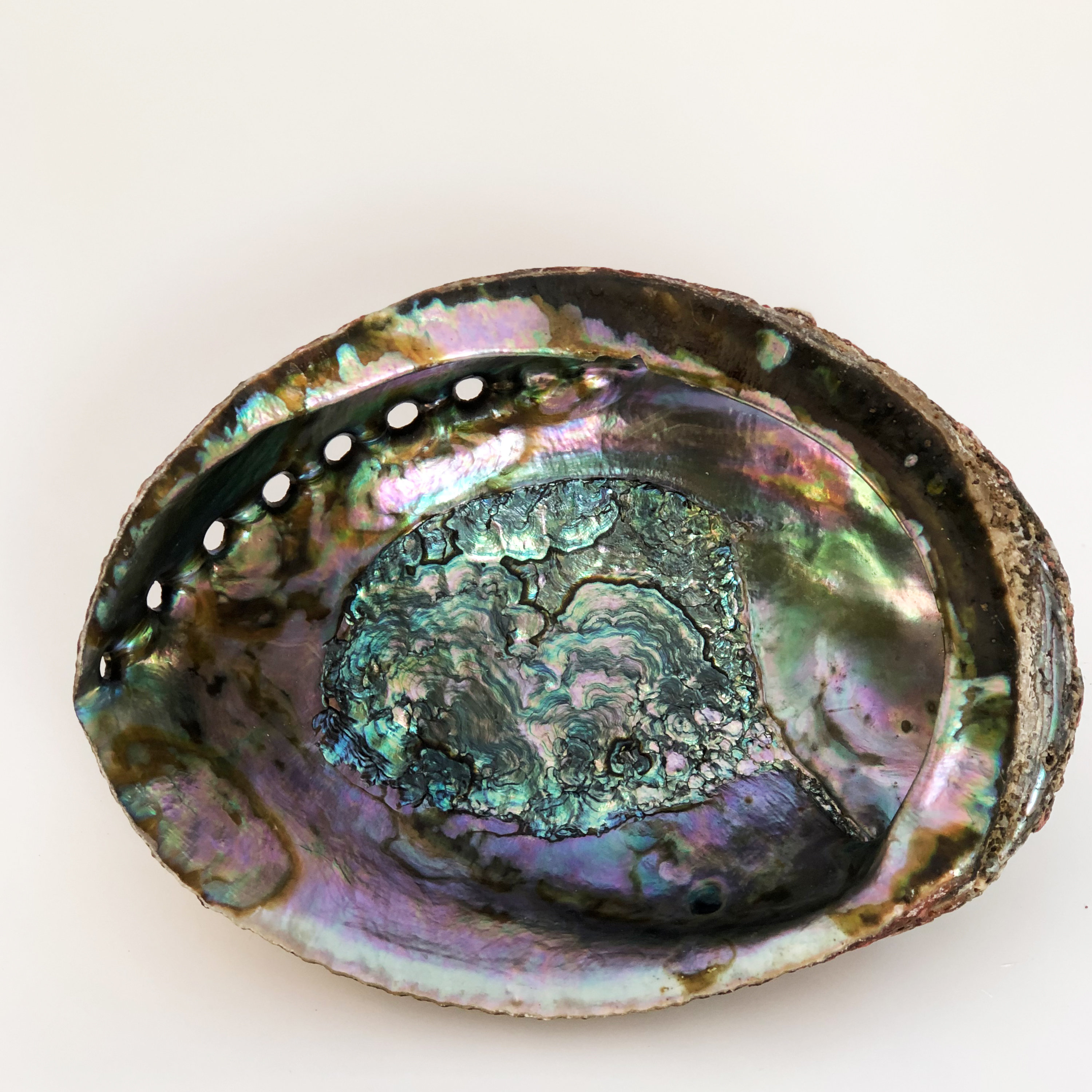 Large Rainbow Abalone Shell / Perfect for Smudging / Smudge - Etsy UK