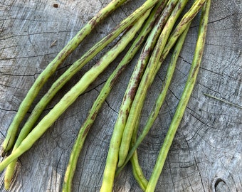 Thai Soldier Long Bean - Etsy