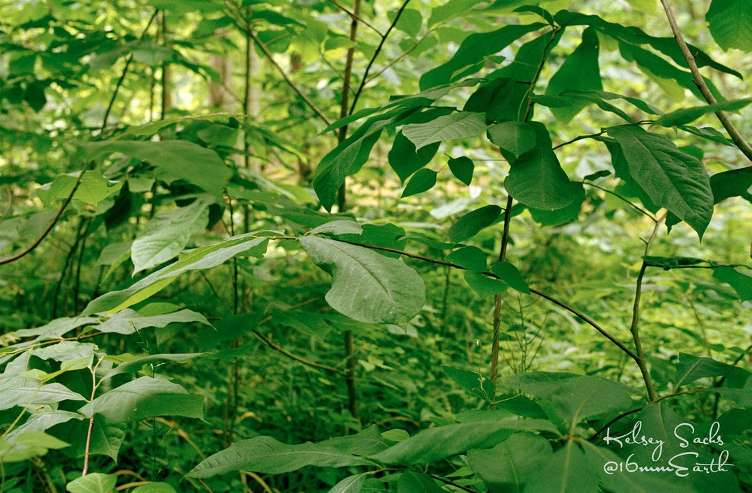 Tropical Leaves, Landscape Photography - Etsy